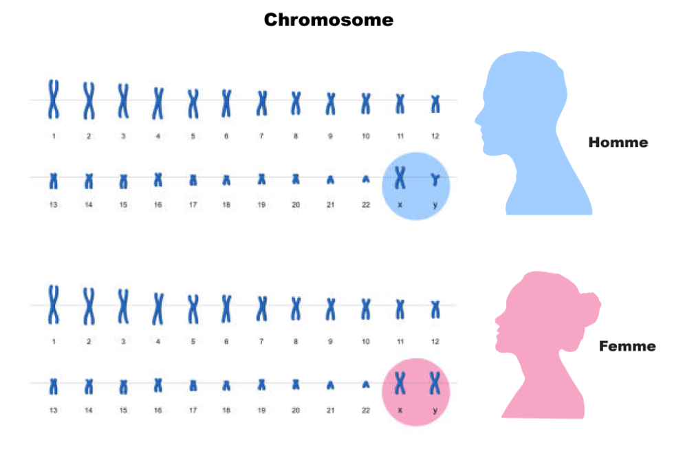 Les anomalies génétiques - Retina France